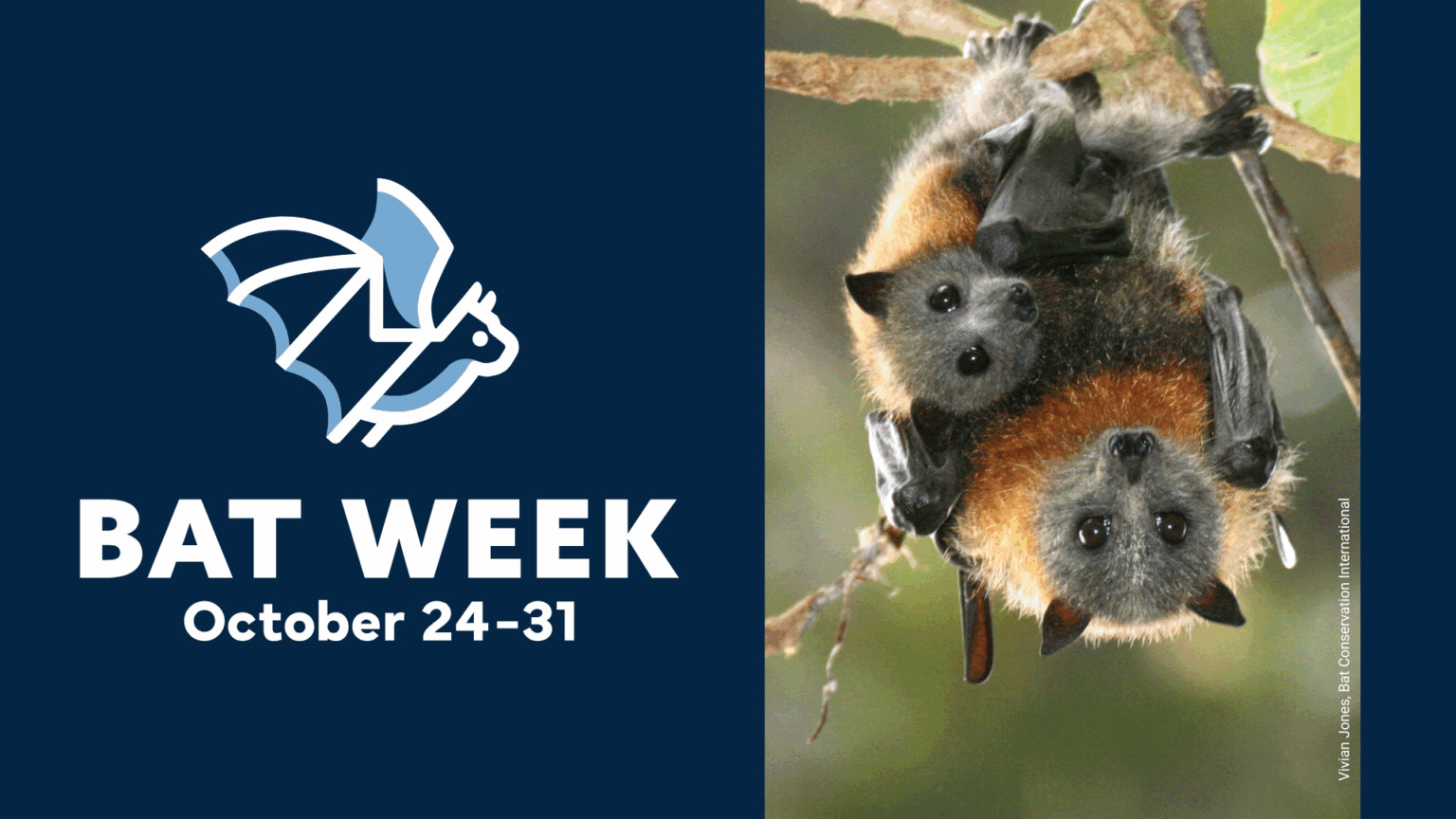 Bat Week 2025 - Stillwater County Library